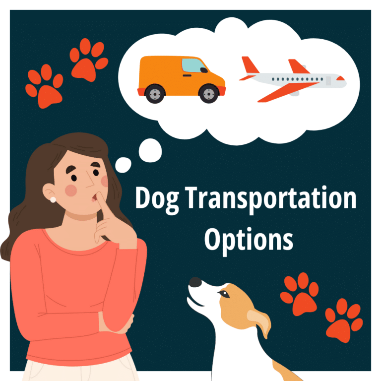 Dog Transportation Options - Airpets International