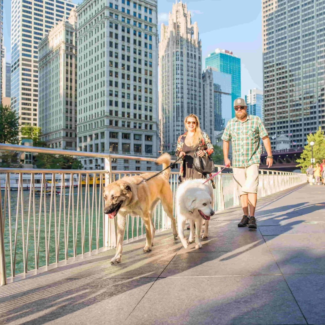 Pet Friendly Cities - Airpets International