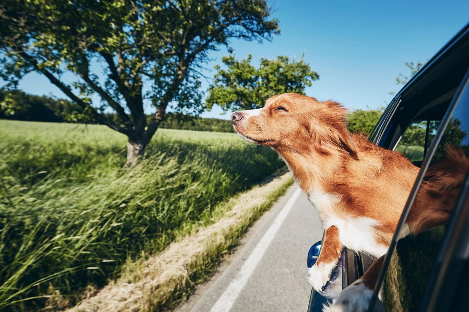 About Us - Airpets International | Pet Relocation