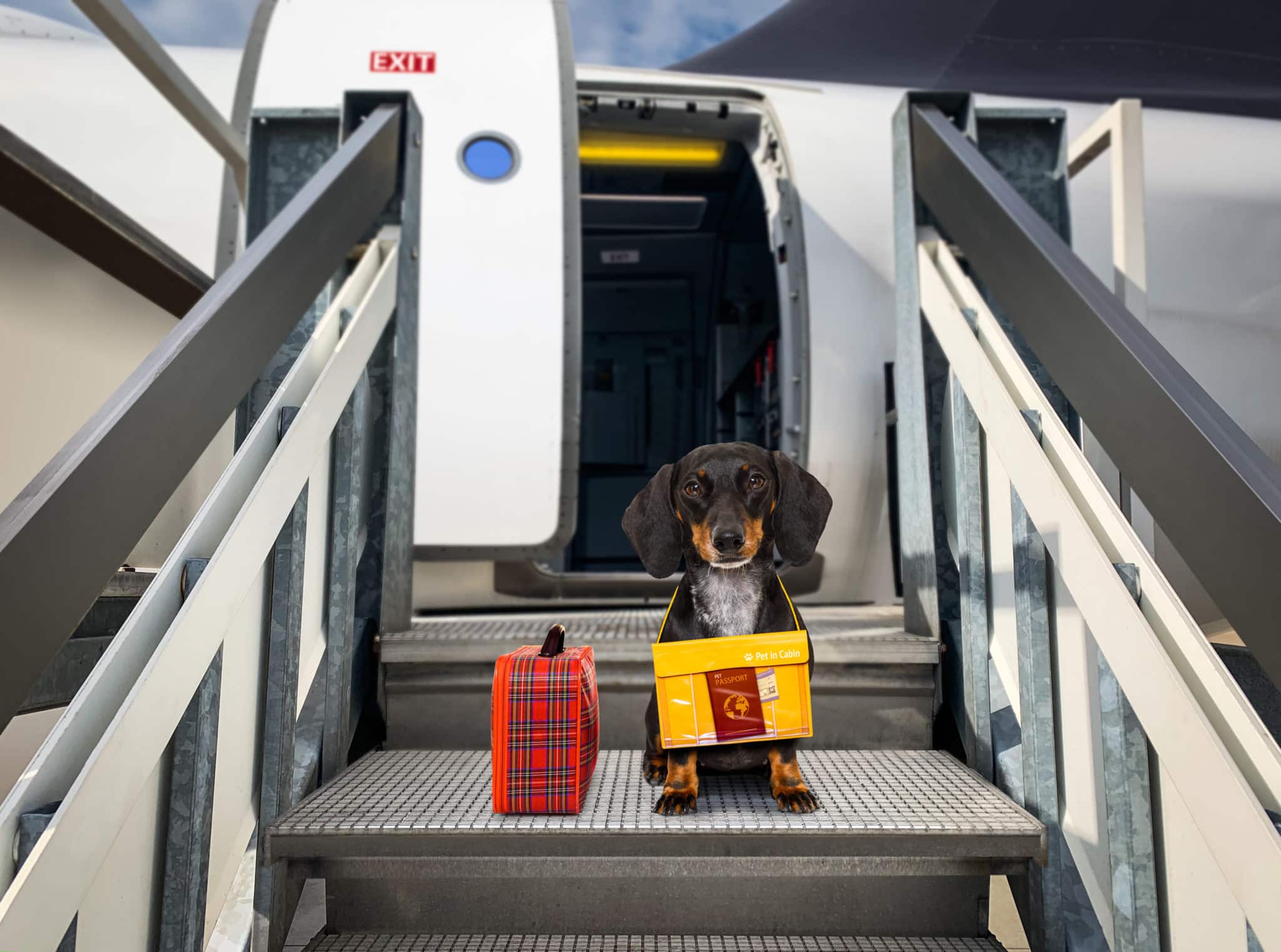10 Ways To Prepare for International Pet Shipping: Part 1 - Airpets ...