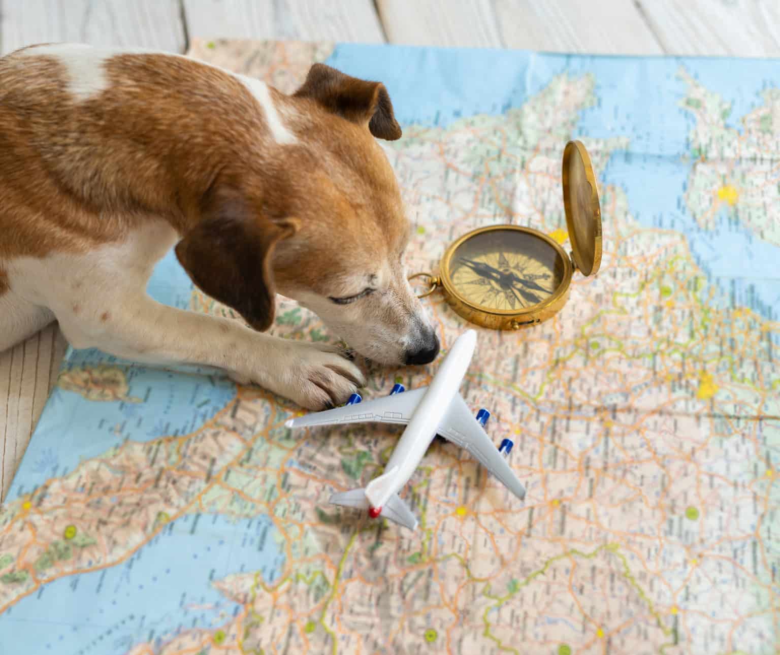 Pet Shipping UK | Pet Relocation UK | Airpets International