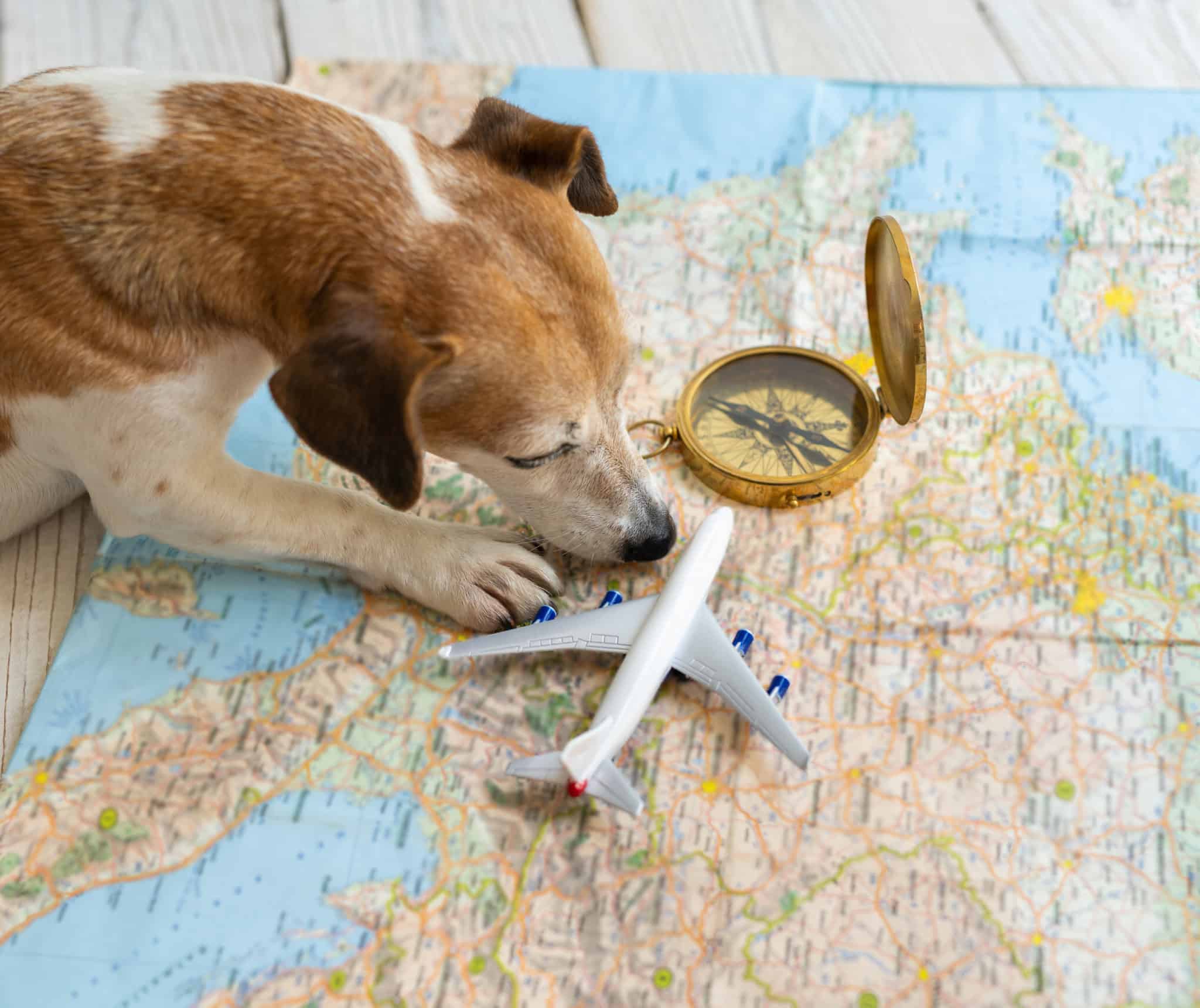 Pet Shipping UK | Pet Relocation UK | Airpets International