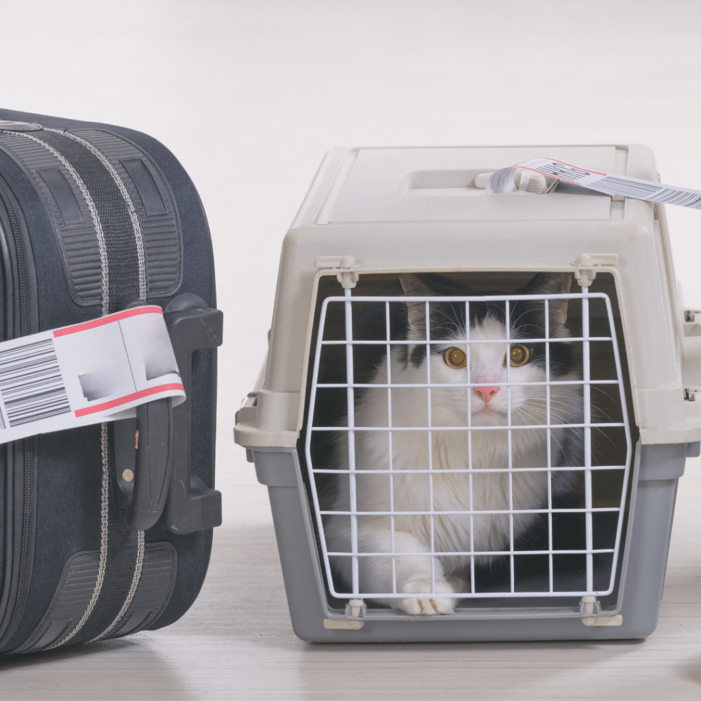 Pet-Friendly Airline Options for Pet Relocation | AirPets