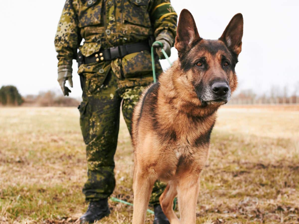 A Guide to Military Pet Relocations & PCS Moves With Pets