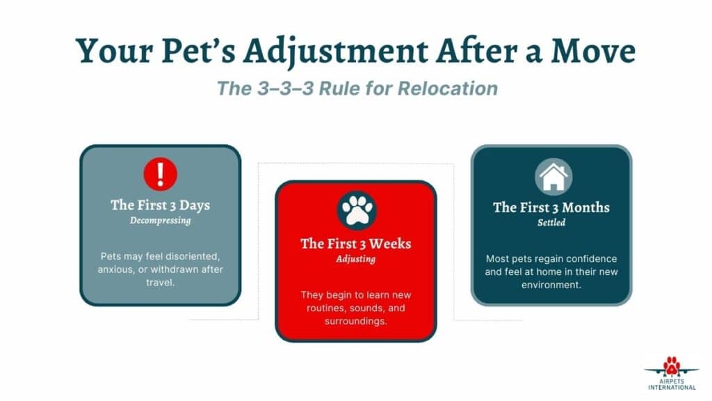 A Guide to Military Pet Relocations & PCS Moves With Pets